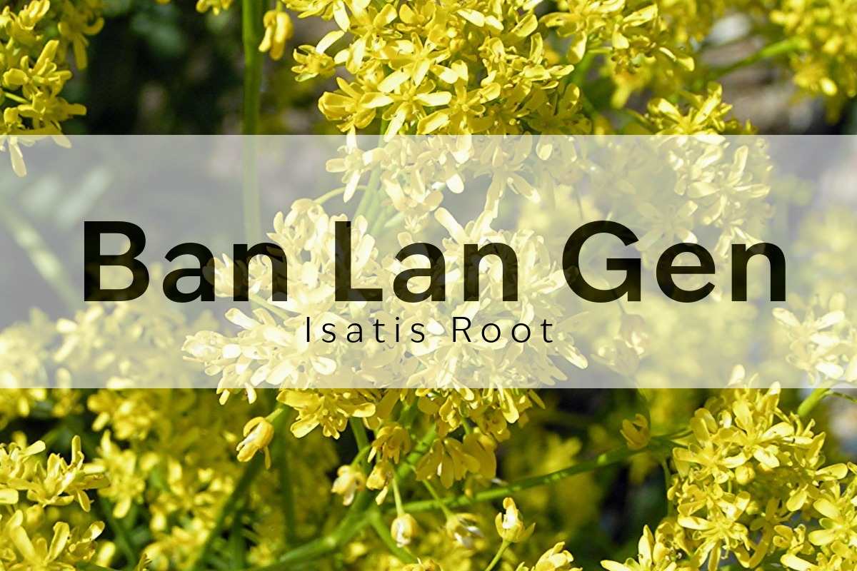 Ban Lan Gen - Griffo Botanicals