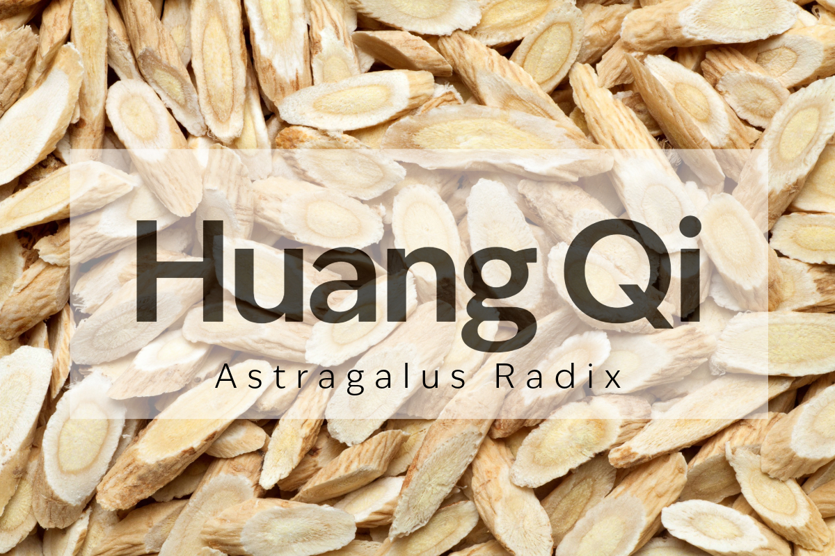Huang Qi: A Cornerstone Herb - Griffo Botanicals