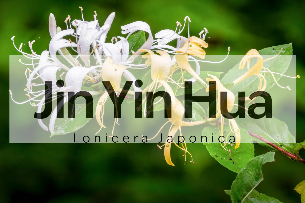 Jin Yin Hua - Honeysuckle - Griffo Botanicals