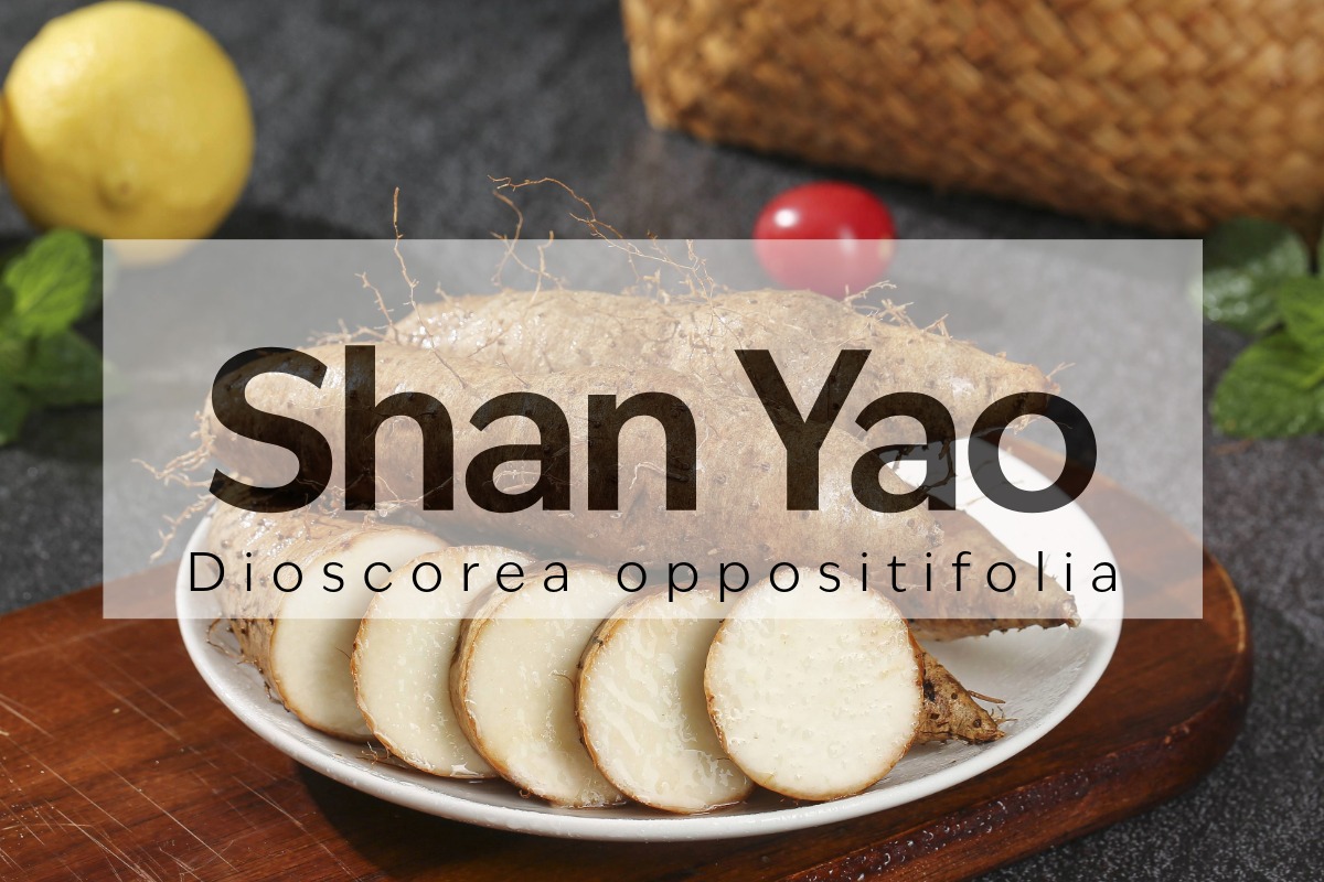Shan Yao: The Gentle Power of the Mountain Tuber - Griffo Botanicals