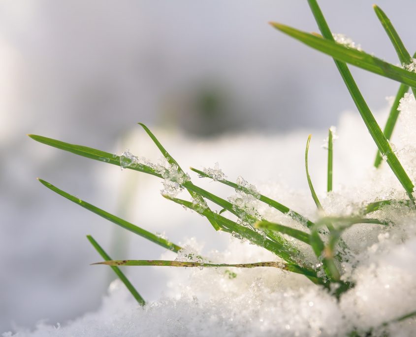 What You Need To Know About Laying Turf In Winter - Mitchell Turf