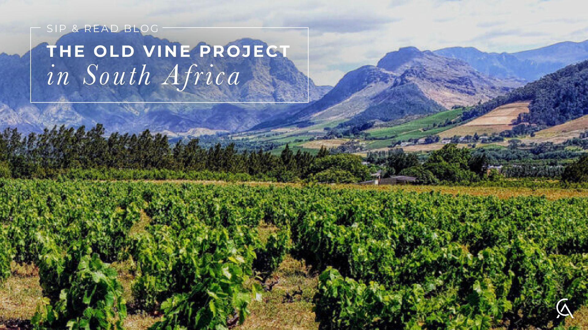 The Old Vine Project - Cape Ardor Wine