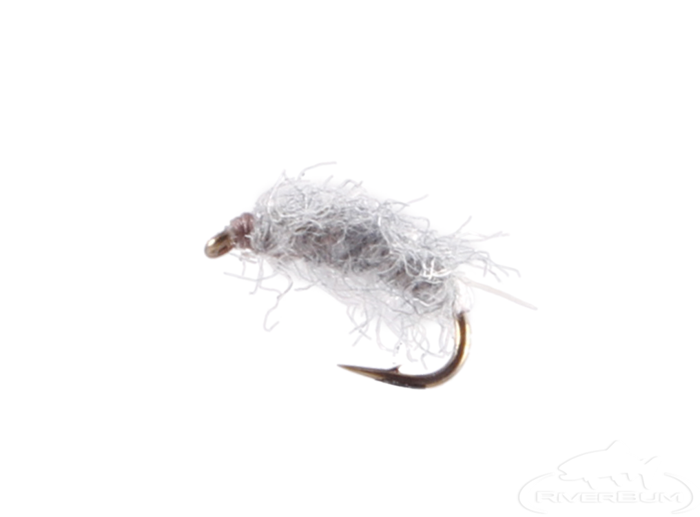 Sow Bug Fly