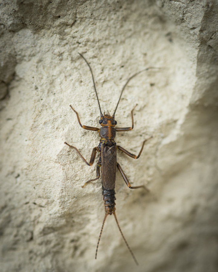 The Skwala Hatch! - RiverBum.com