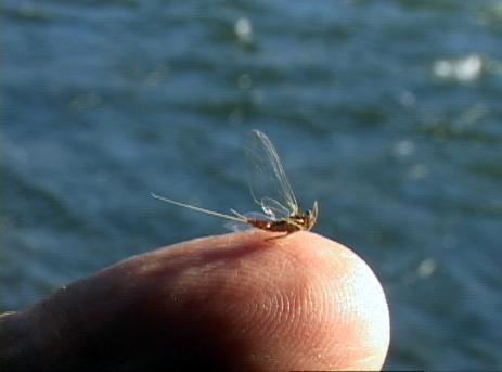 PMDs and Sulfurs - RiverBum.com