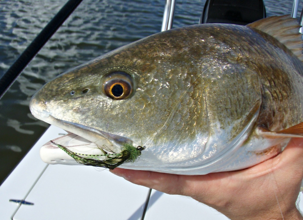 Rockin the Redfish - RiverBum.com