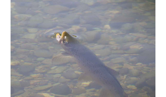 Fly Fishing Tips and Tricks: Rising Fish - RiverBum.com