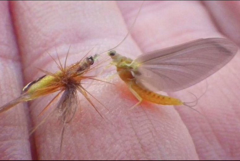 The Sulfur Hatch - RiverBum.com