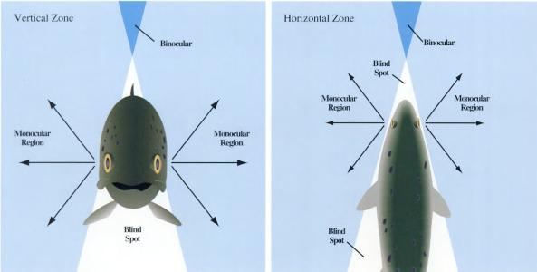 Fishy Vision - RiverBum.com