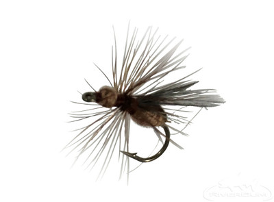 Ant, Flying, Cinnamon | RiverBum.com