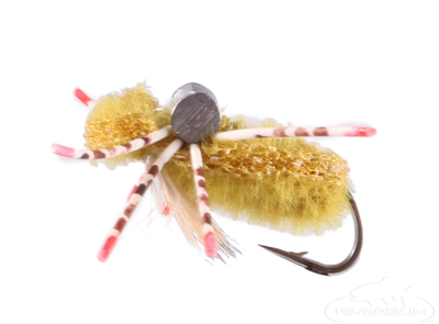 Crab, Turneffe, Olive | RiverBum.com