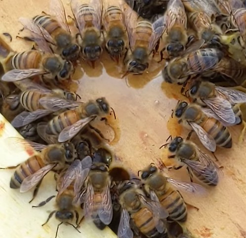 11/27/2024 Shop's closed Thursday and Saturday - Happy Thanksgiving! - Bee-Commerce