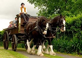 THE HISTORY OF THE DRAFT HORSE – Muscle Men of the Horse World ...