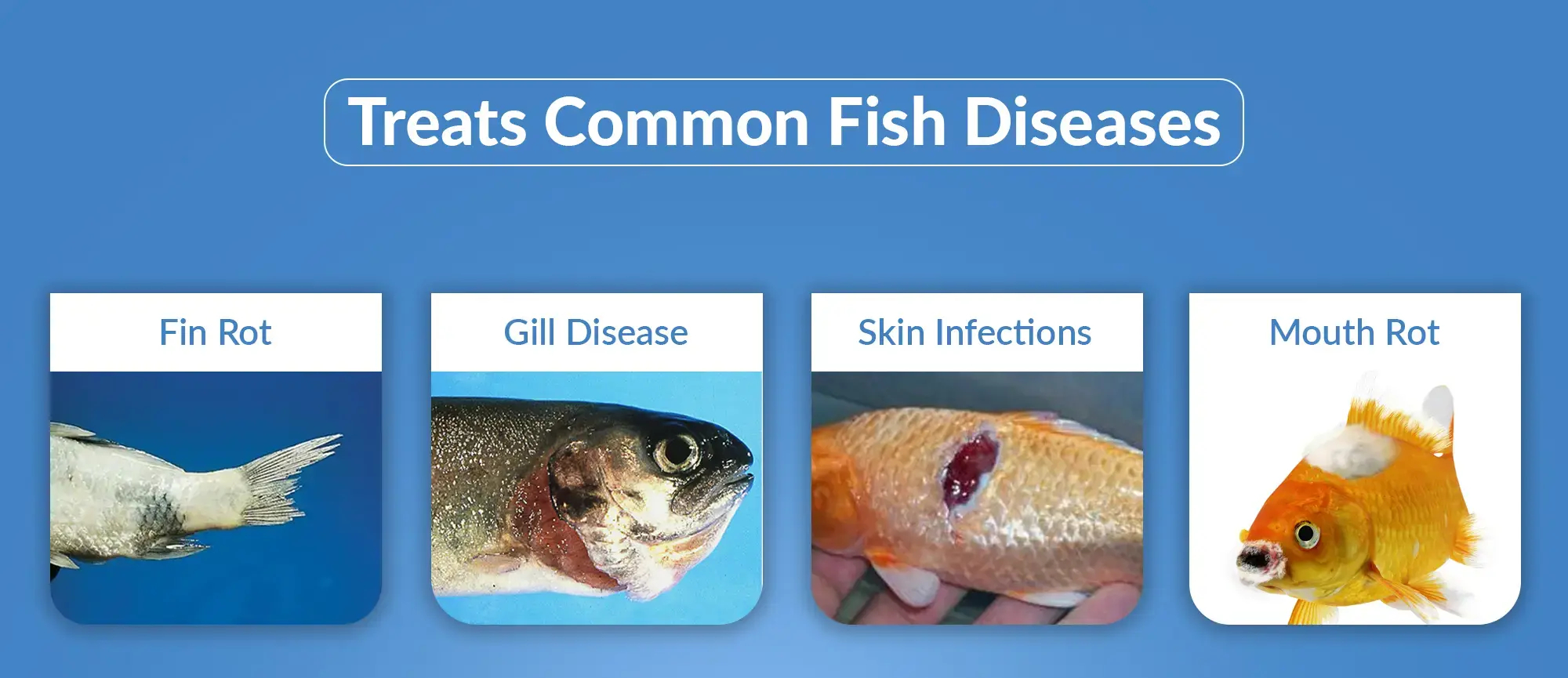 Understanding the Uses of Fish Antibiotics in Aquatic Health - Fish ...