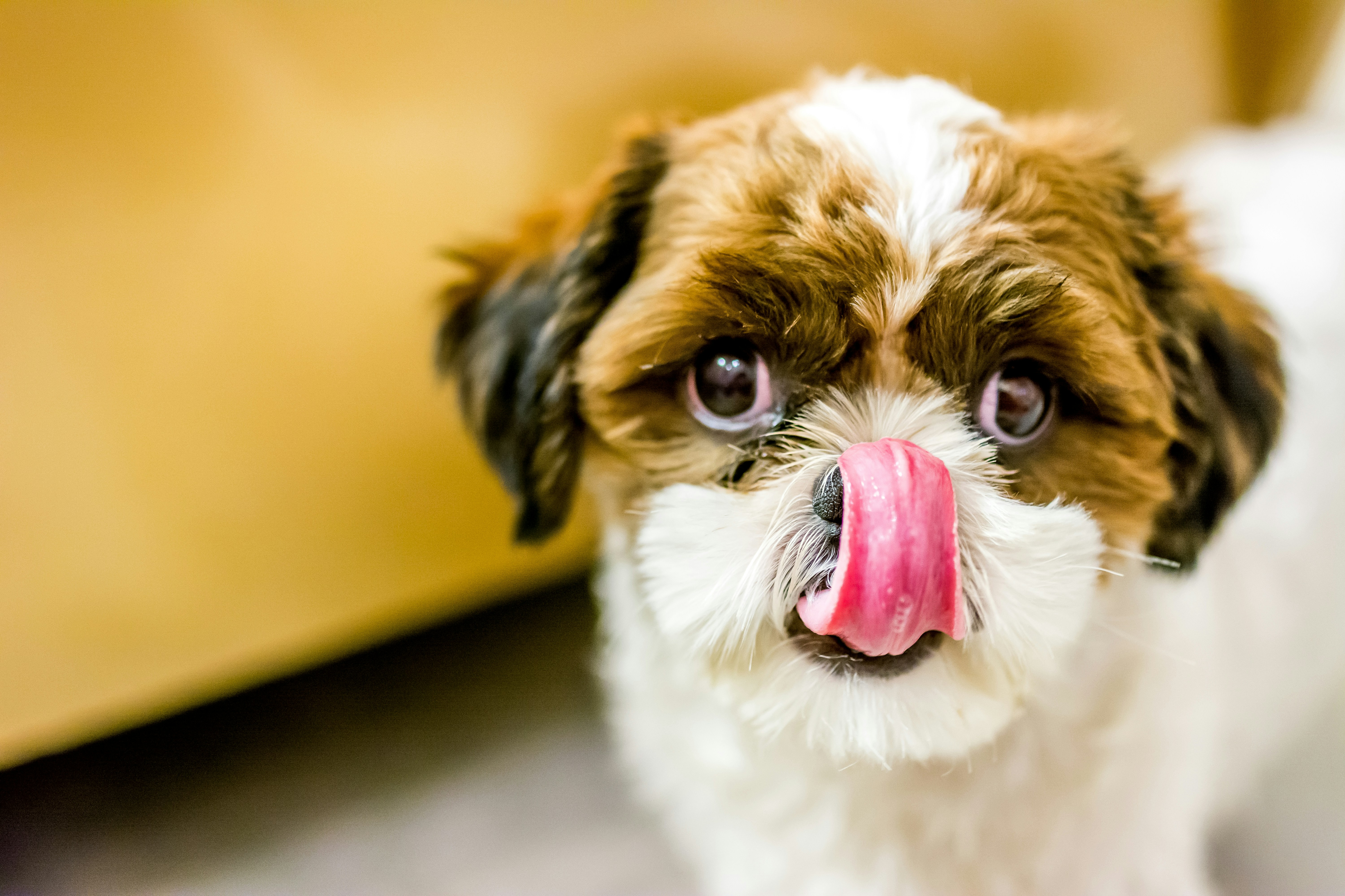 My Dog Ate a Tampon, What Should I do Now? - Ruhde Paws