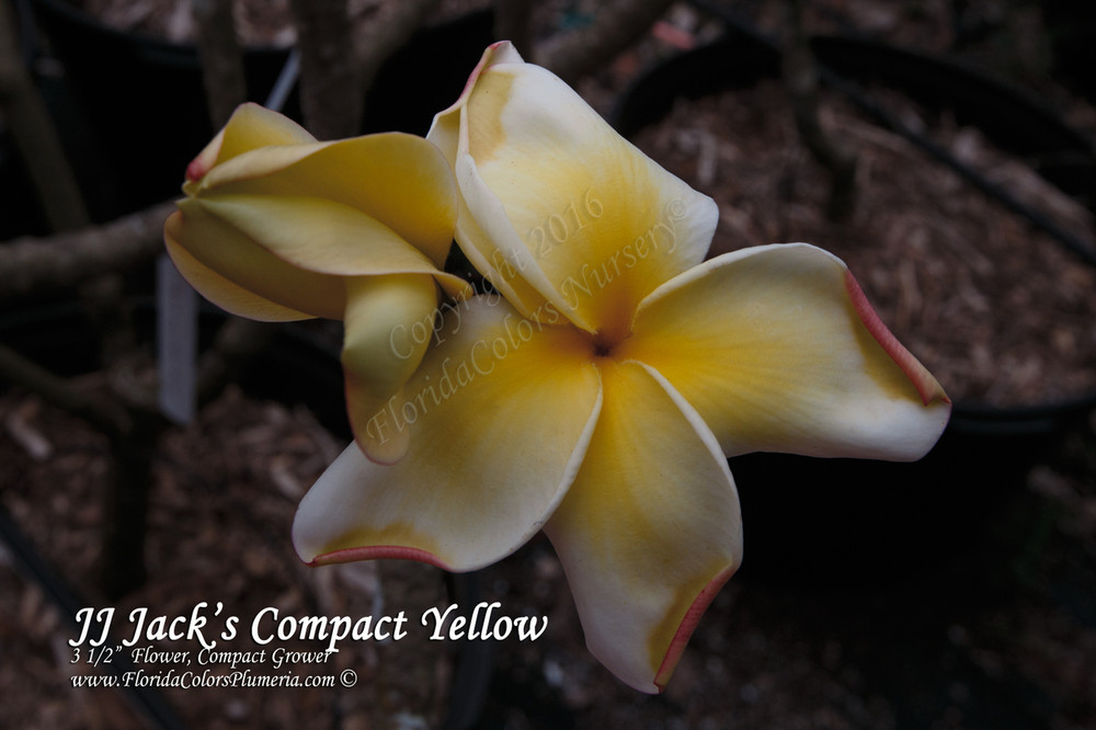 Jack's Compact Yellow JJ Plumeria - Plumeria by Florida Colors Nursery