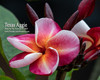 Texas Aggie (Rooted) Plumeria - Florida Colors Nursery