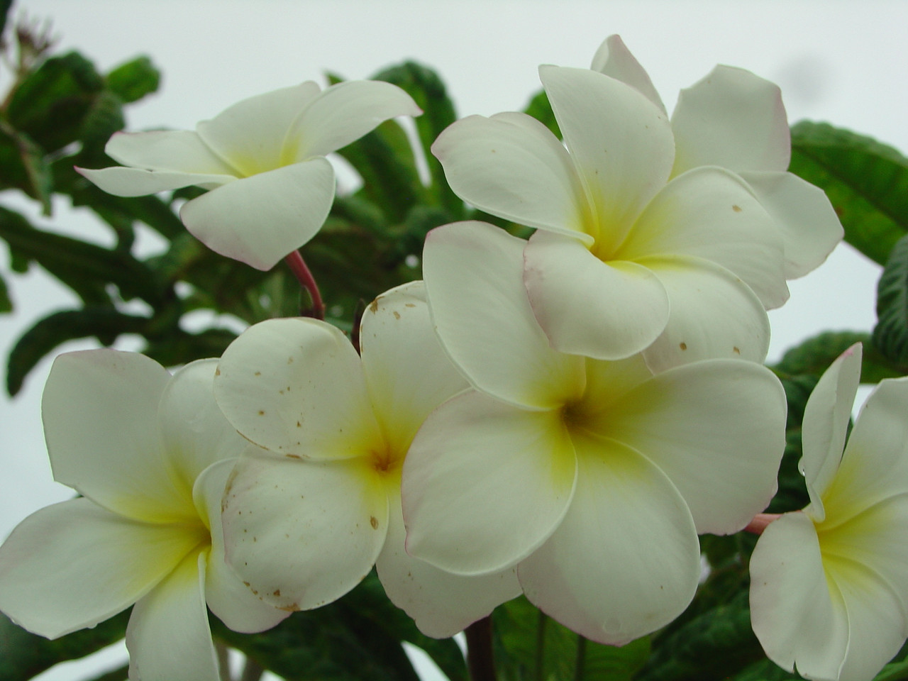 Florida Colors Nursery - Plumeria aka Frangipani introduced by Florida ...