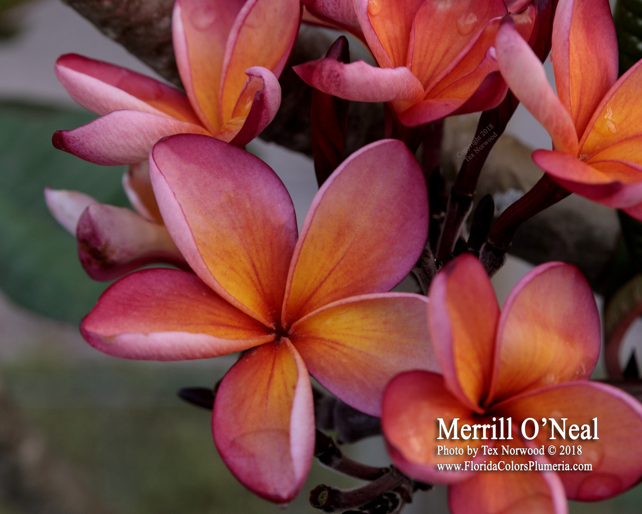 Florida Colors Nursery - Plumeria aka Frangipani introduced by Florida ...