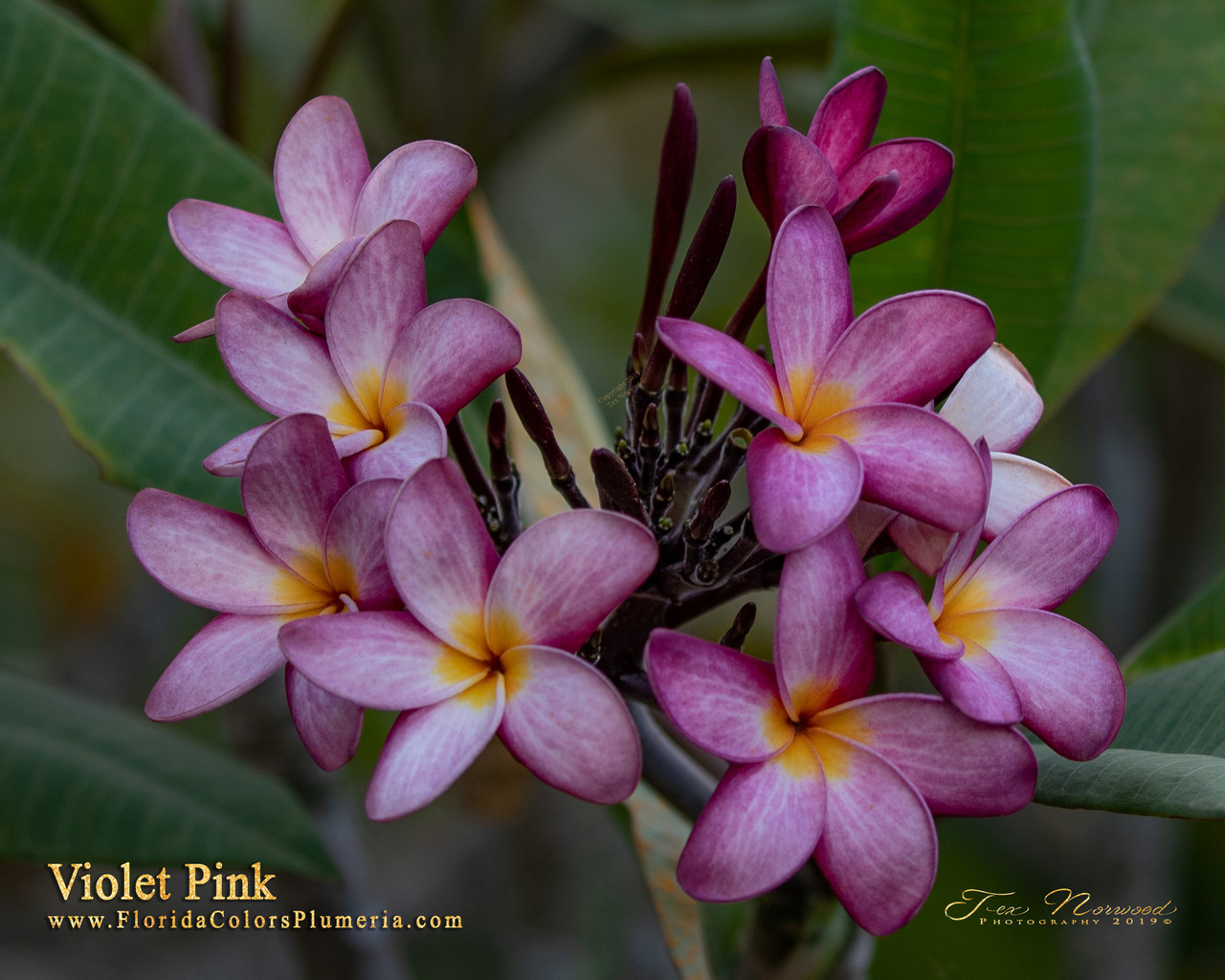 Plumeria aka Frangipangi Introduced by Florida Colors Nursery