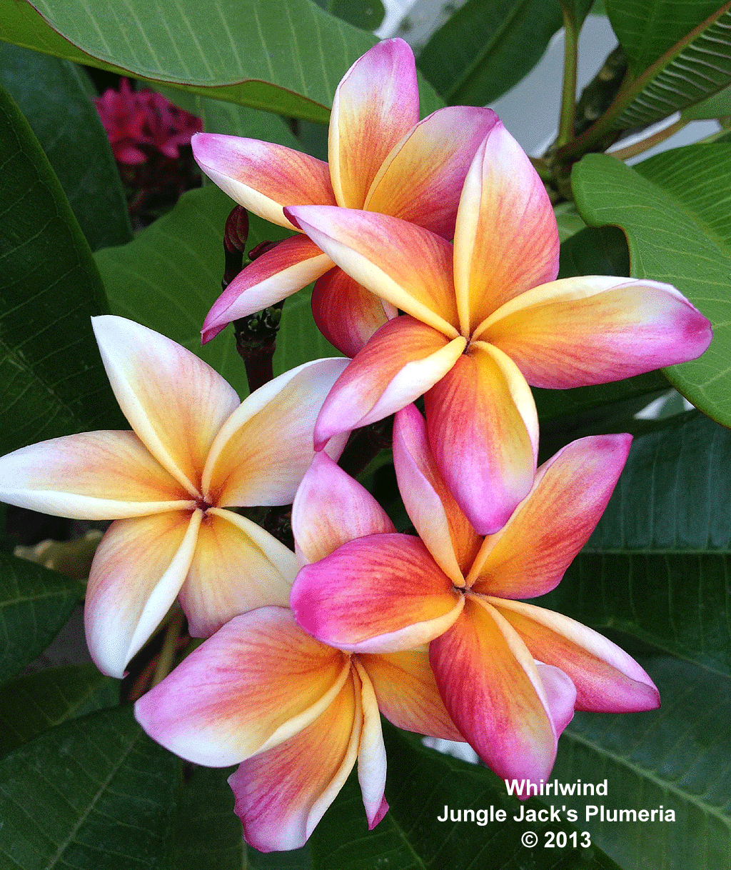 Purple Jack Plumeria