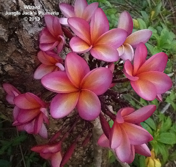 Purple Jack Plumeria