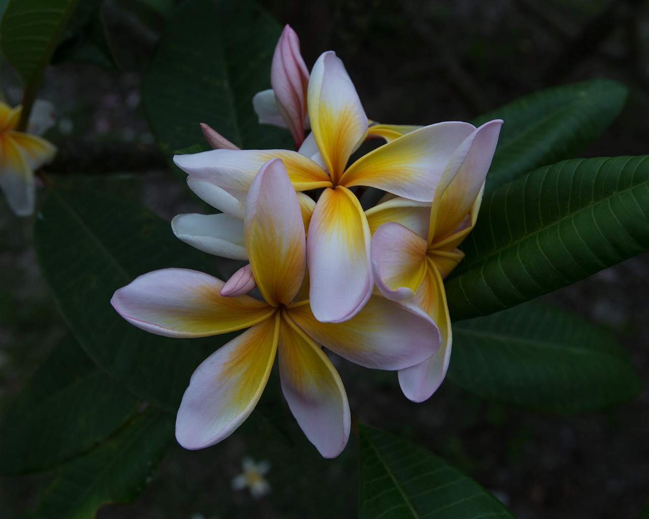 Vera Cruz Rose Plumeria