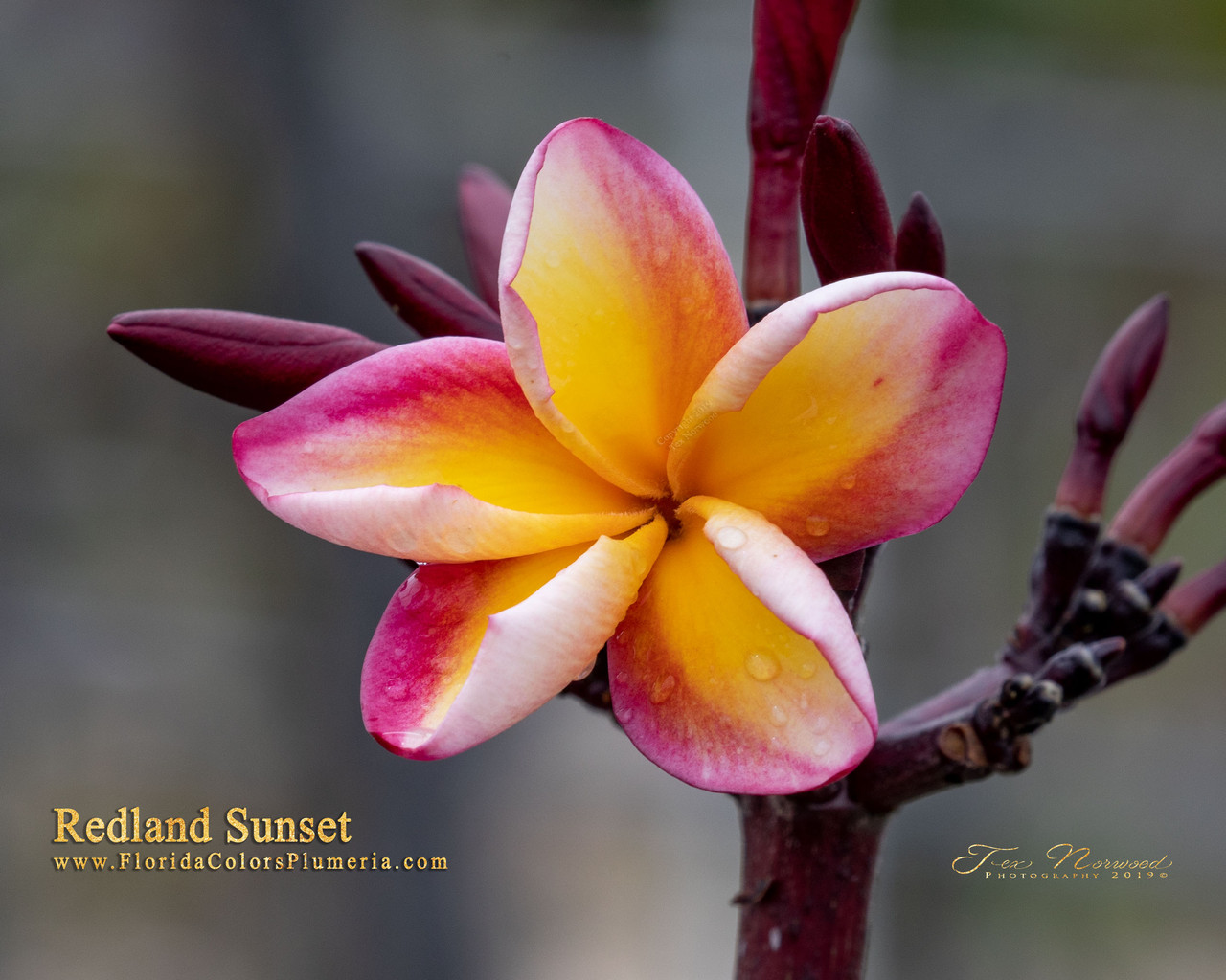 Col's Cooktown Sunset Plumeria