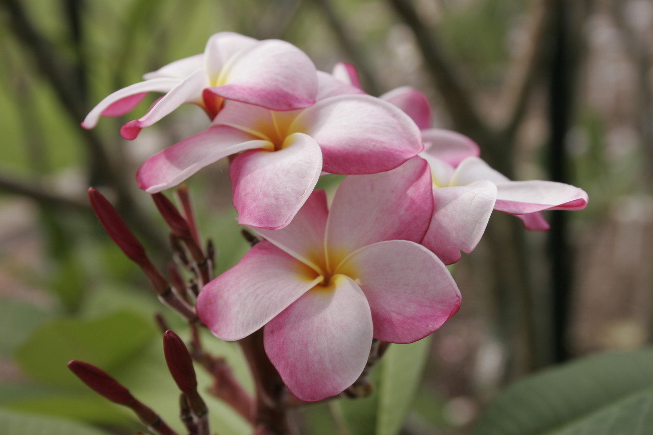 Aurelia Plumeria Introduced by Florida Colors Nursery