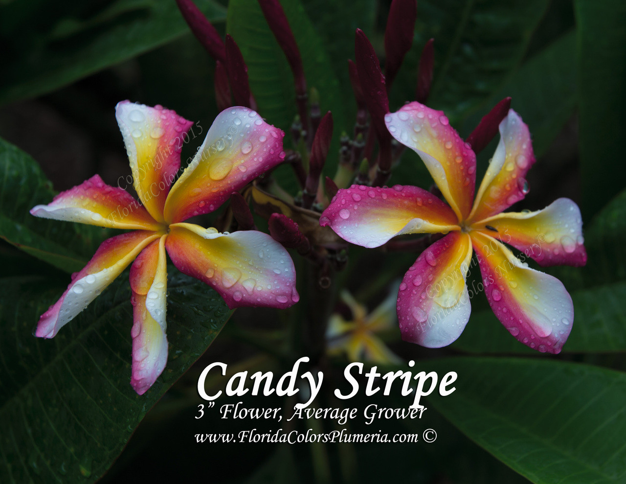 California Sally Plumeria