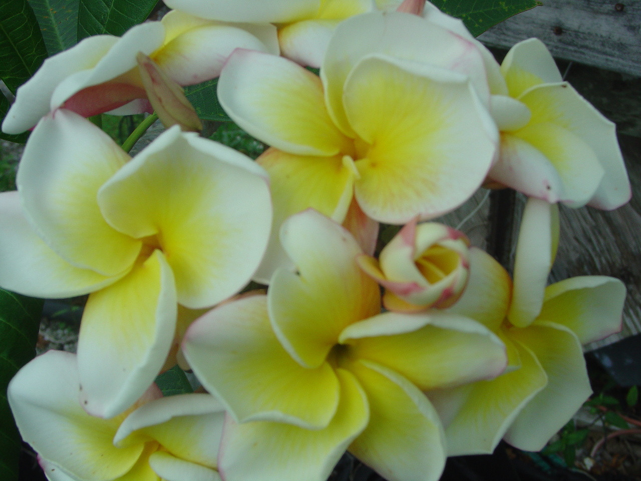 Moragne #9 Plumeria