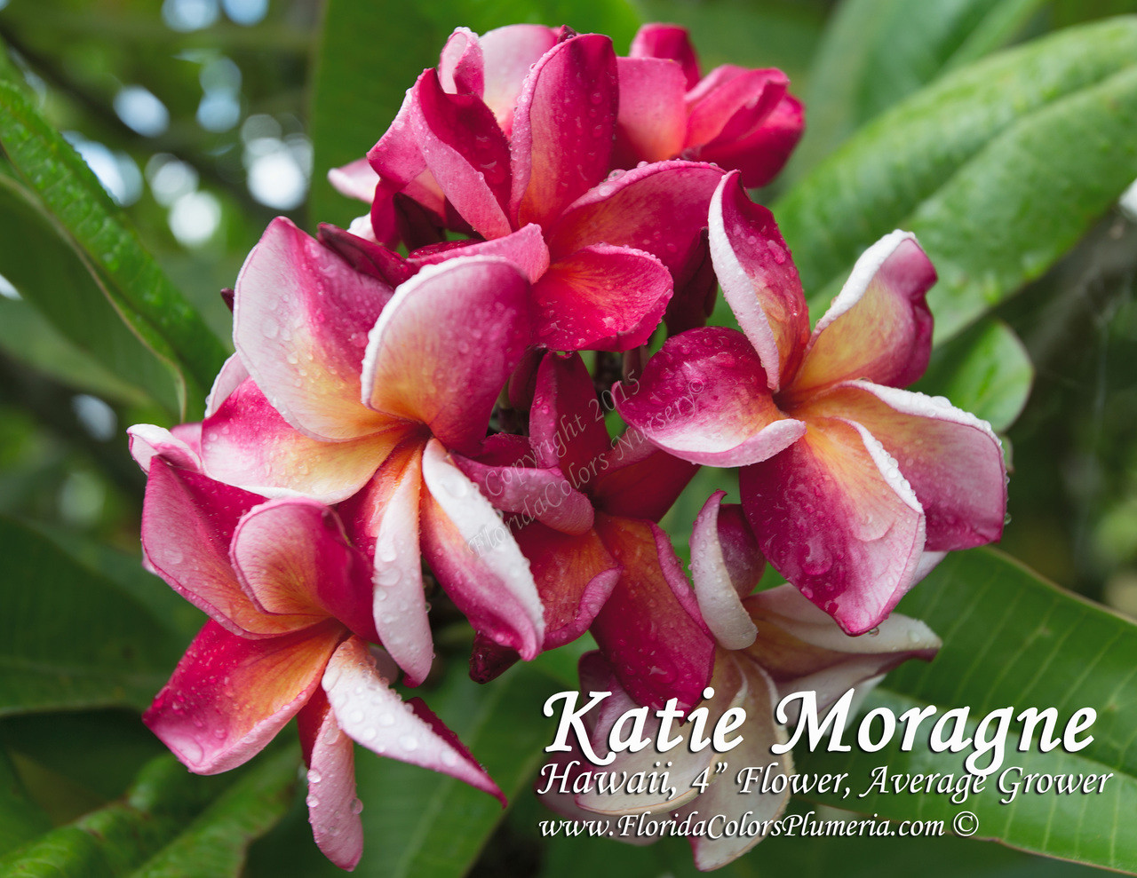 Jeannie Moragne Plumeria aka Jean Moragne Jr.