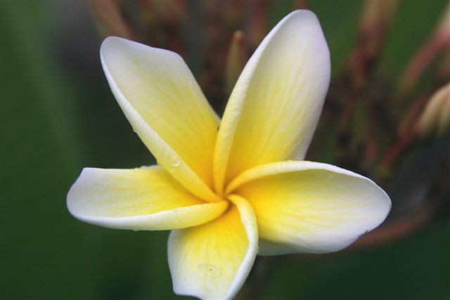 Moragne #9 Plumeria