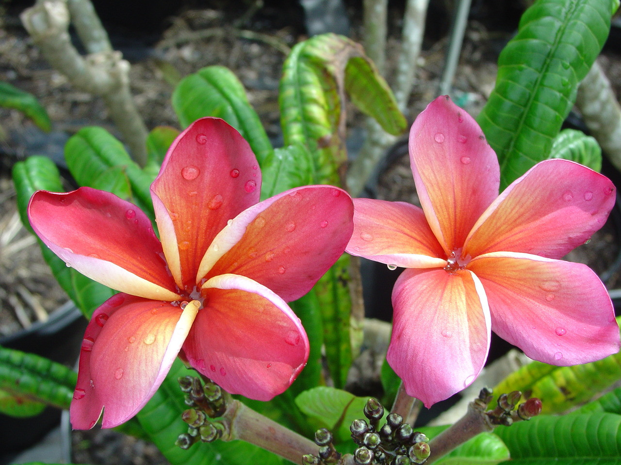 Lurline Plumeria