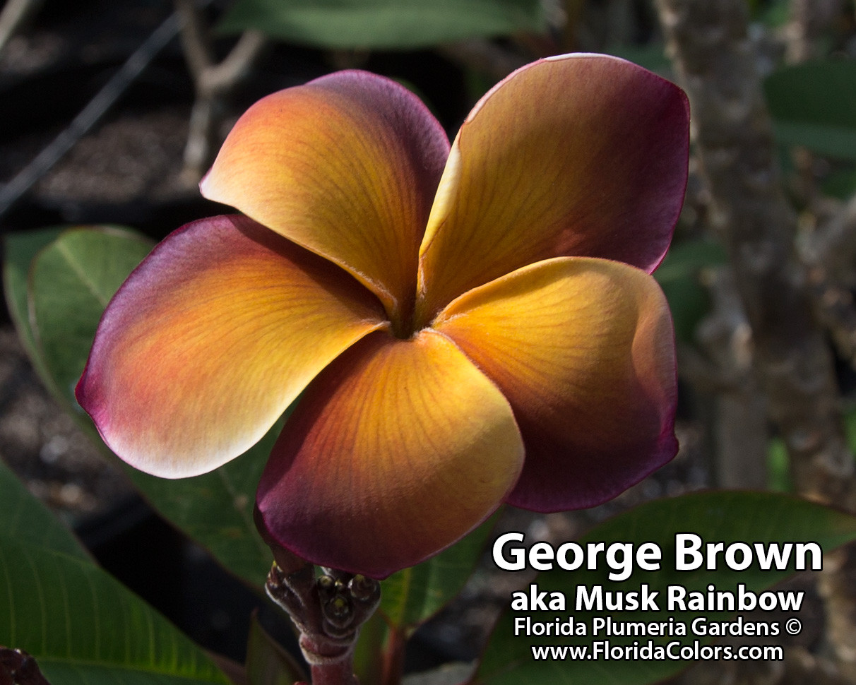 Purple Jack Plumeria