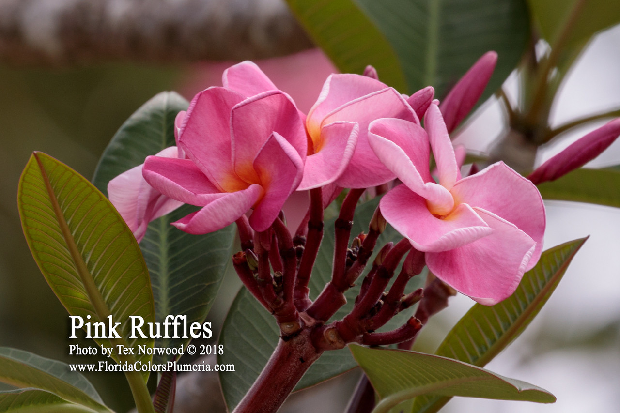 Pink Ruffles Plumeria