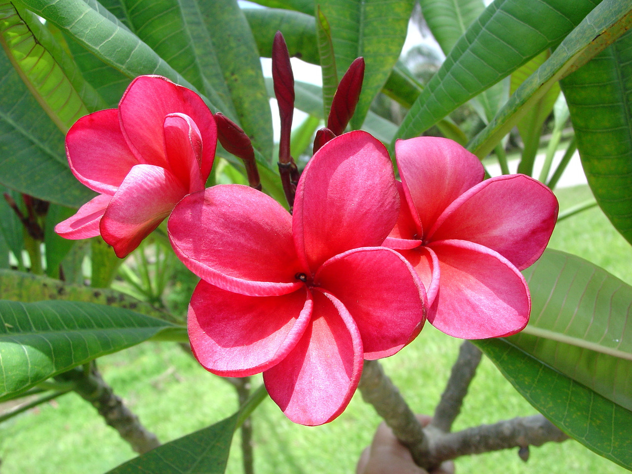 Tahitian Sunset Plumeria