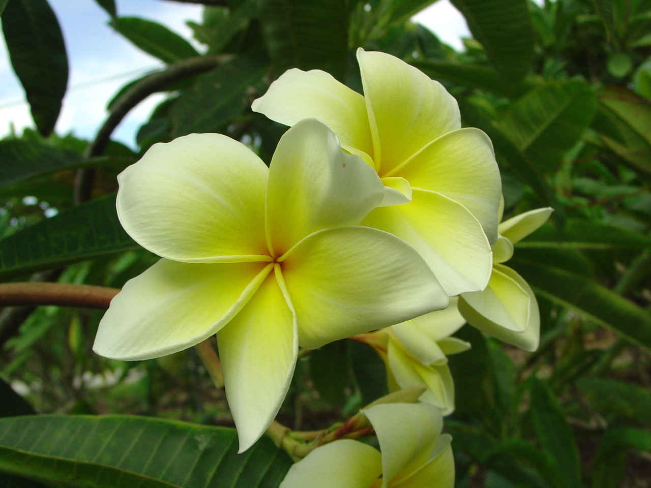 Siri Mongkol Yellow Plumeria
