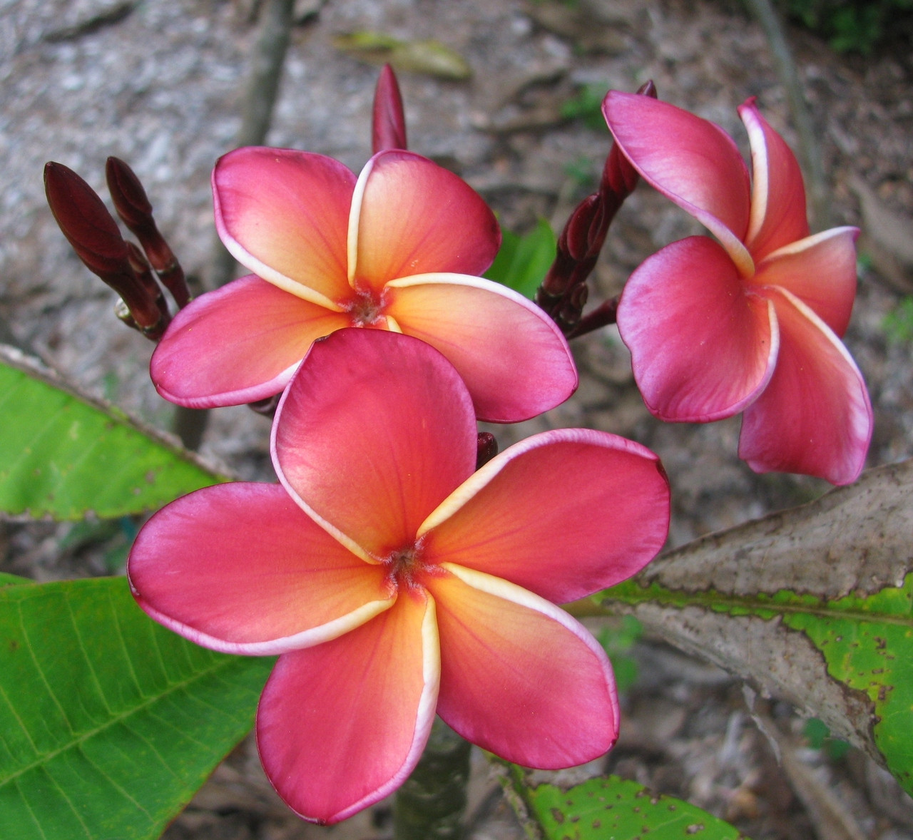 Lemon Drop Plumeria aka Thornton's Lemon Drop