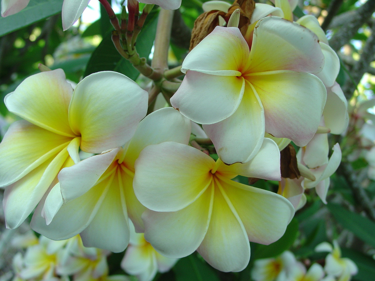 Purple Rainbow Plumeria