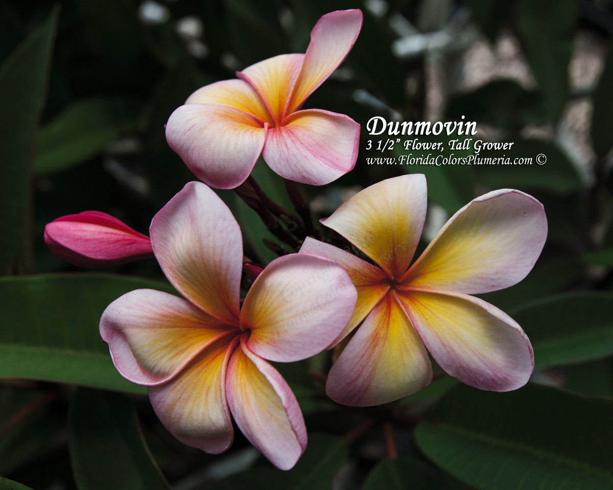 Puu Kahea Plumeria