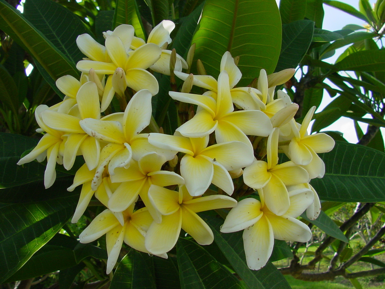 Purple Jack Plumeria