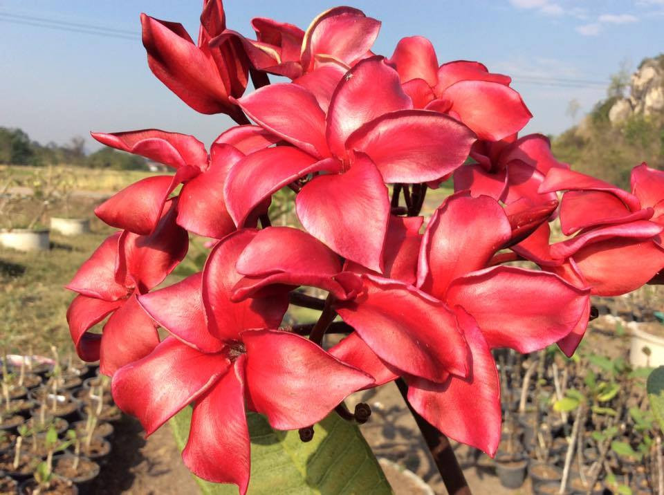 Siam Red Plumeria