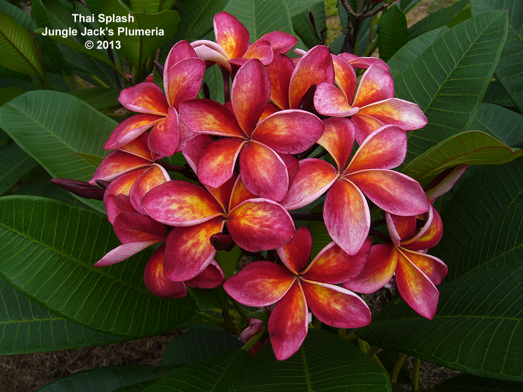 Thai Pinwheel Plumeria