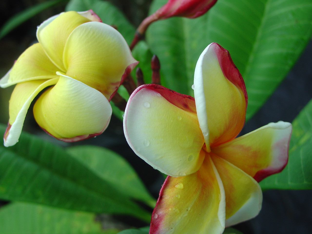 Gammam Plumeria
