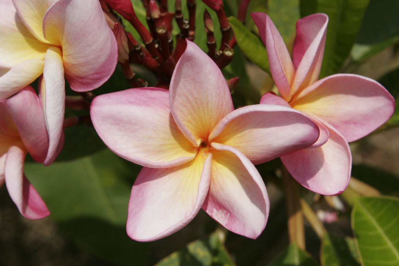 Sally Moragne Plumeria