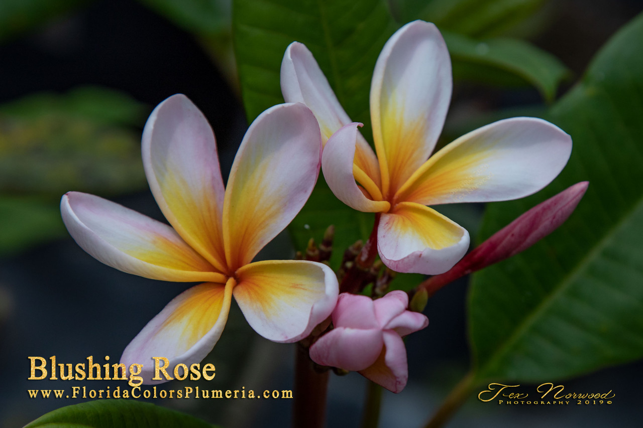 Blushing Rose Plumeria