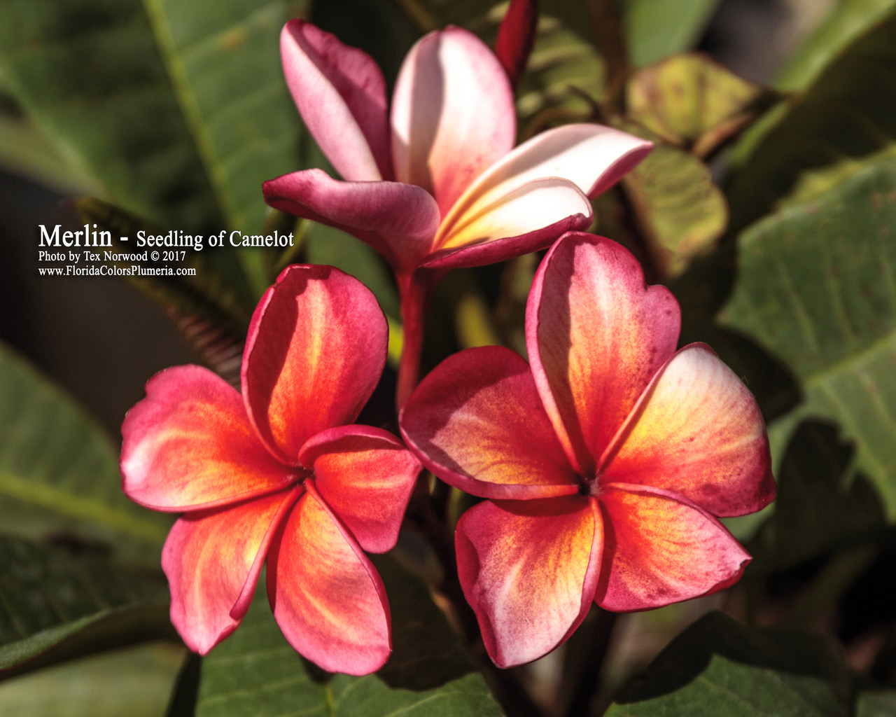 Merlin Plumeria Introduced by Florida Colors Nursery