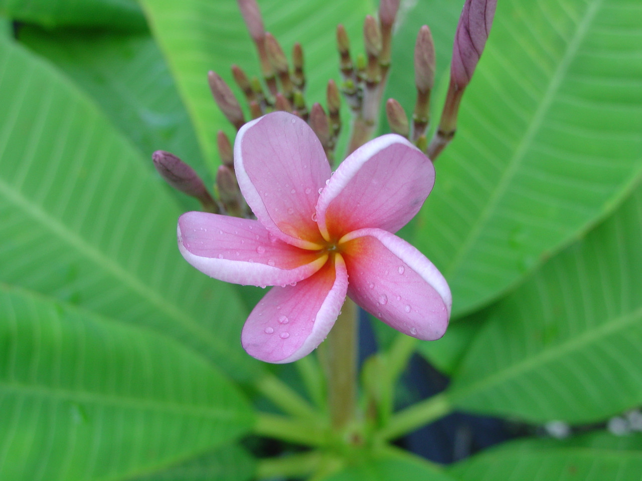 Flowers Plumeria Close Up Of Vibrant Plumeria Flowers In Bloom · Free