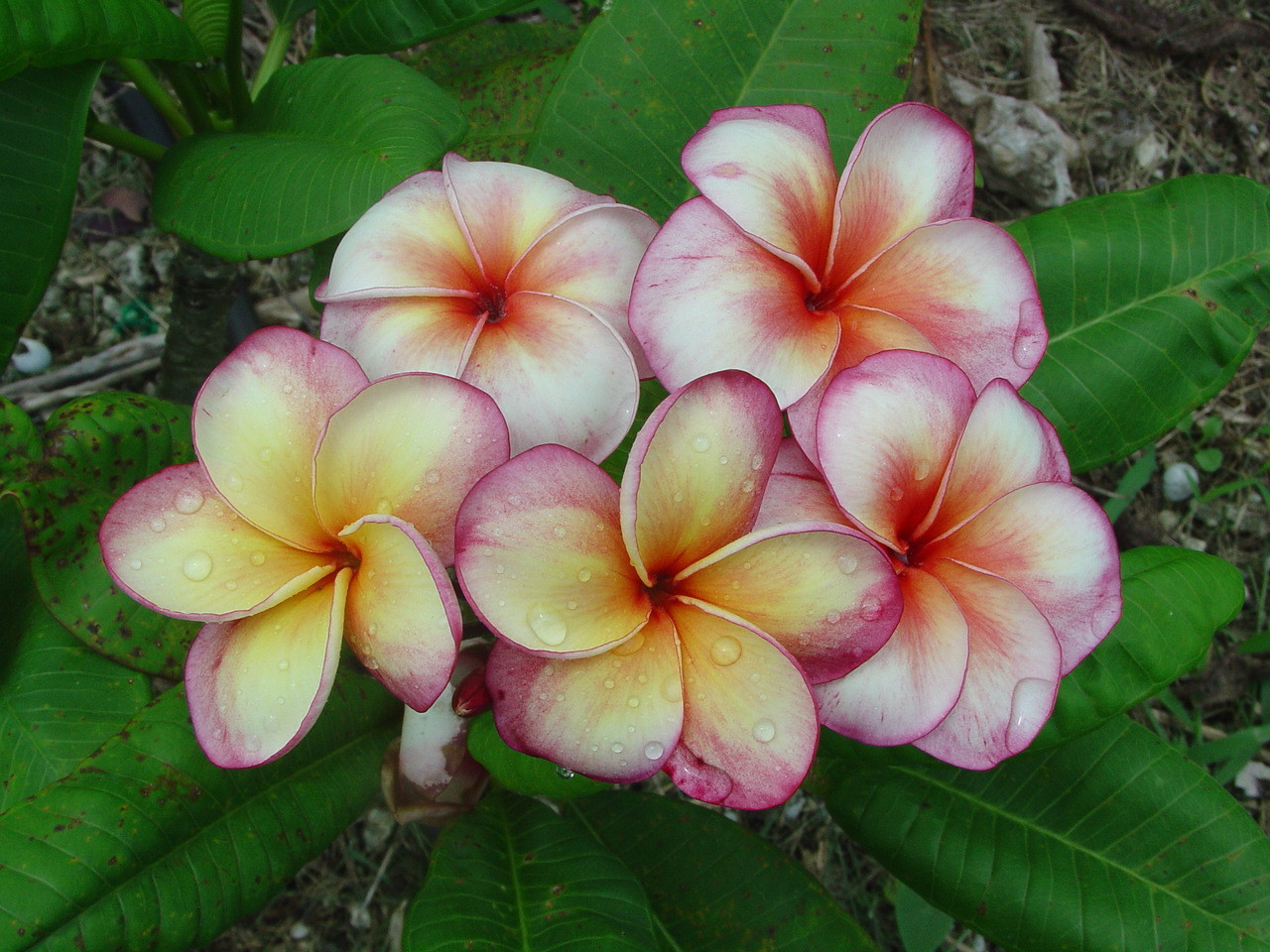 J4 Plumeria aka Thong Tavee Koon